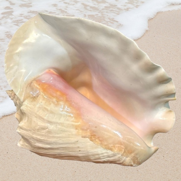 Accents | Extra Large Queen Pink Conch Seashell Slit Conch Shell | Poshmark